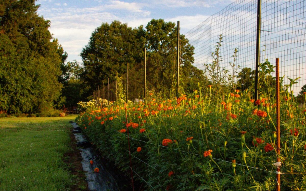 End-of-Season Garden Cleanup Tips | The Flower Files