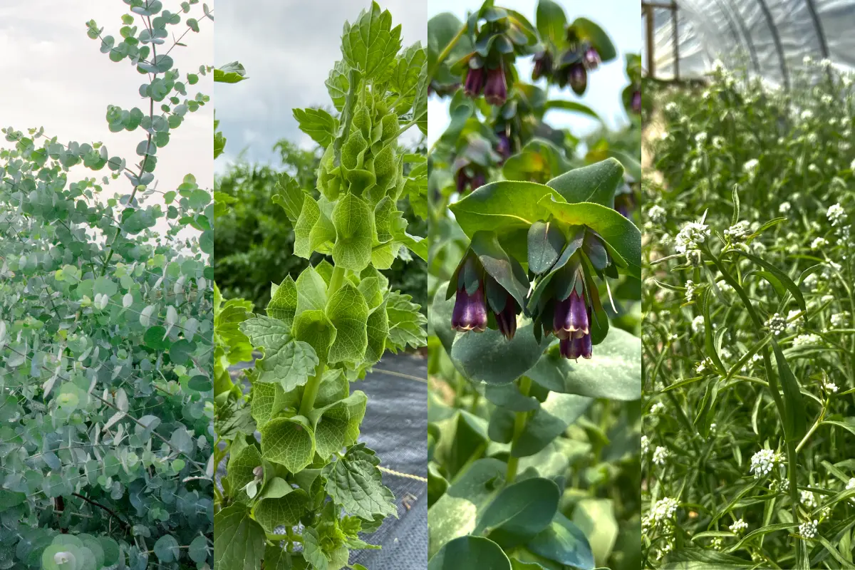 Floral Greens: The Key to Stunning Arrangements
